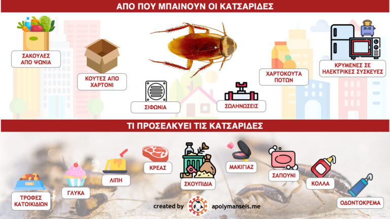 ΚΑΤΣΑΡΙΔΕΣ ΣΤΟ ΣΠΙΤΙ ΑΝΤΙΜΕΤΩΠΙΣΗ με σπιτικές μεθόδους!