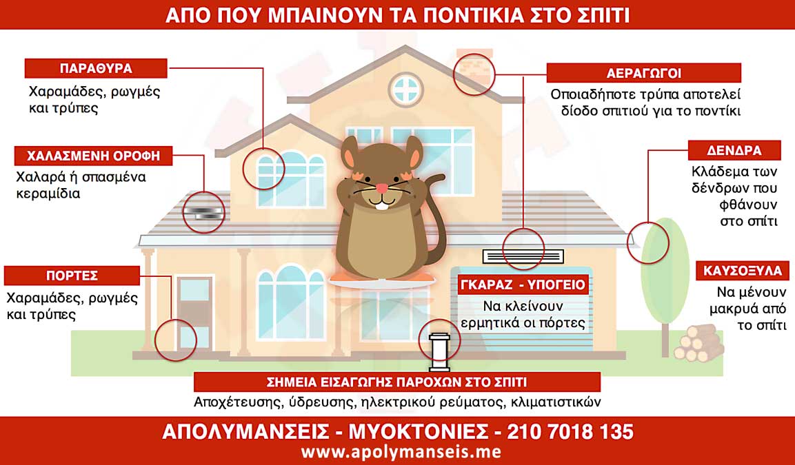 Ποντίκι στο σπίτι | Εύκολες φυσικές λύσεις και χρήσιμες συμβουλές